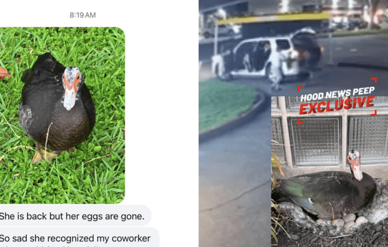 UPDATE: Mama Duck Returns, But 19 Eggs Are Still Missing - Grizzy's ...